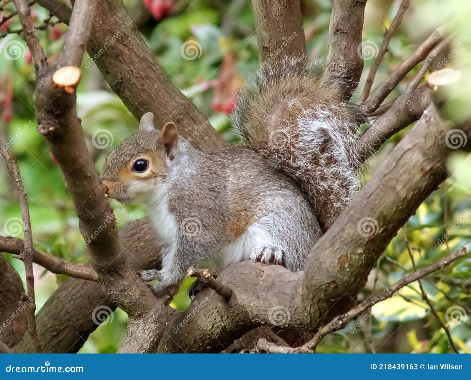 Cute Young Grey Squirrel stock image. Image of winter - 218439163