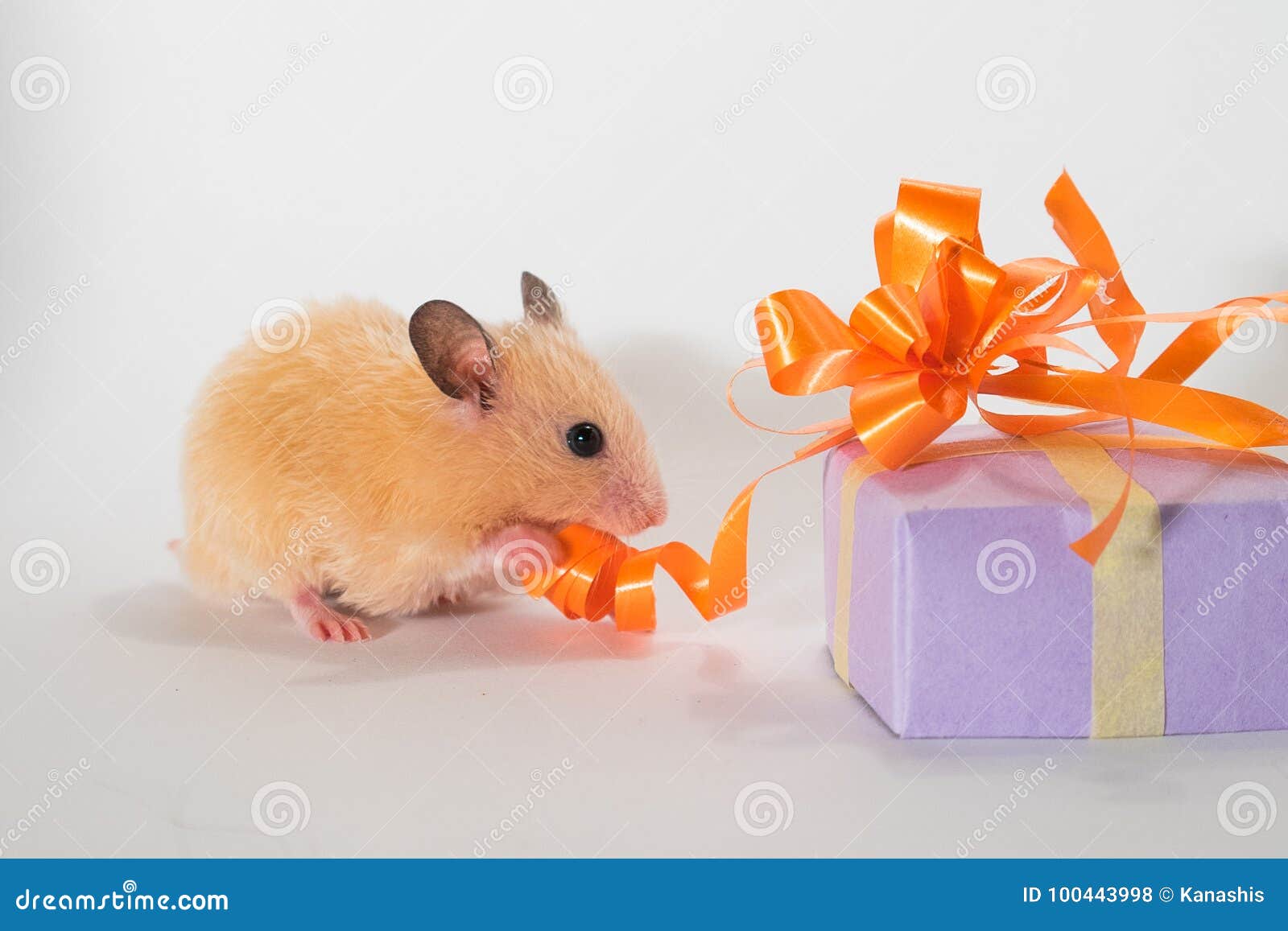 Cute Young Hamster Biting Ribbon Stock Photo - Image of little ...