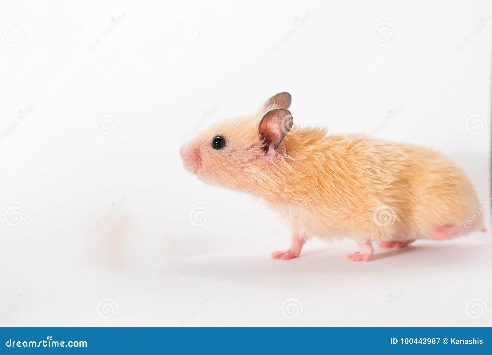 Cute Young Hamster Standing and Looking Stock Image - Image of closeup ...