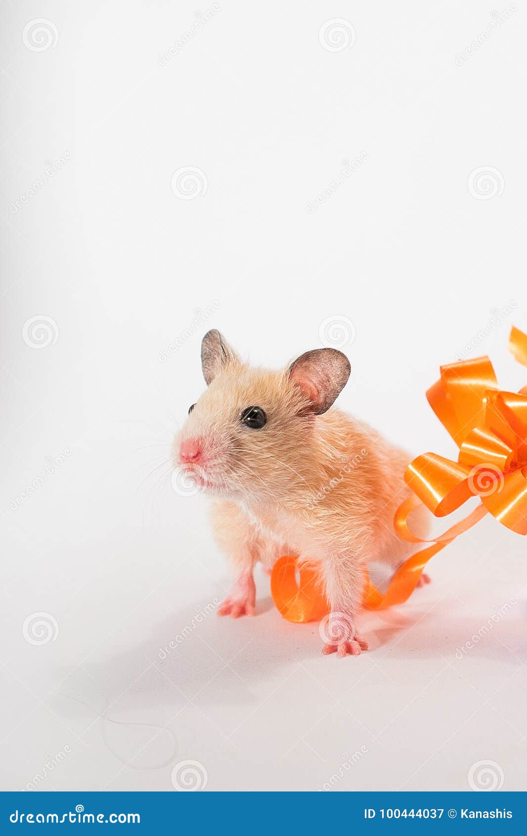 Cute young hamster stock image. Image of rodent, fluffy - 100444037