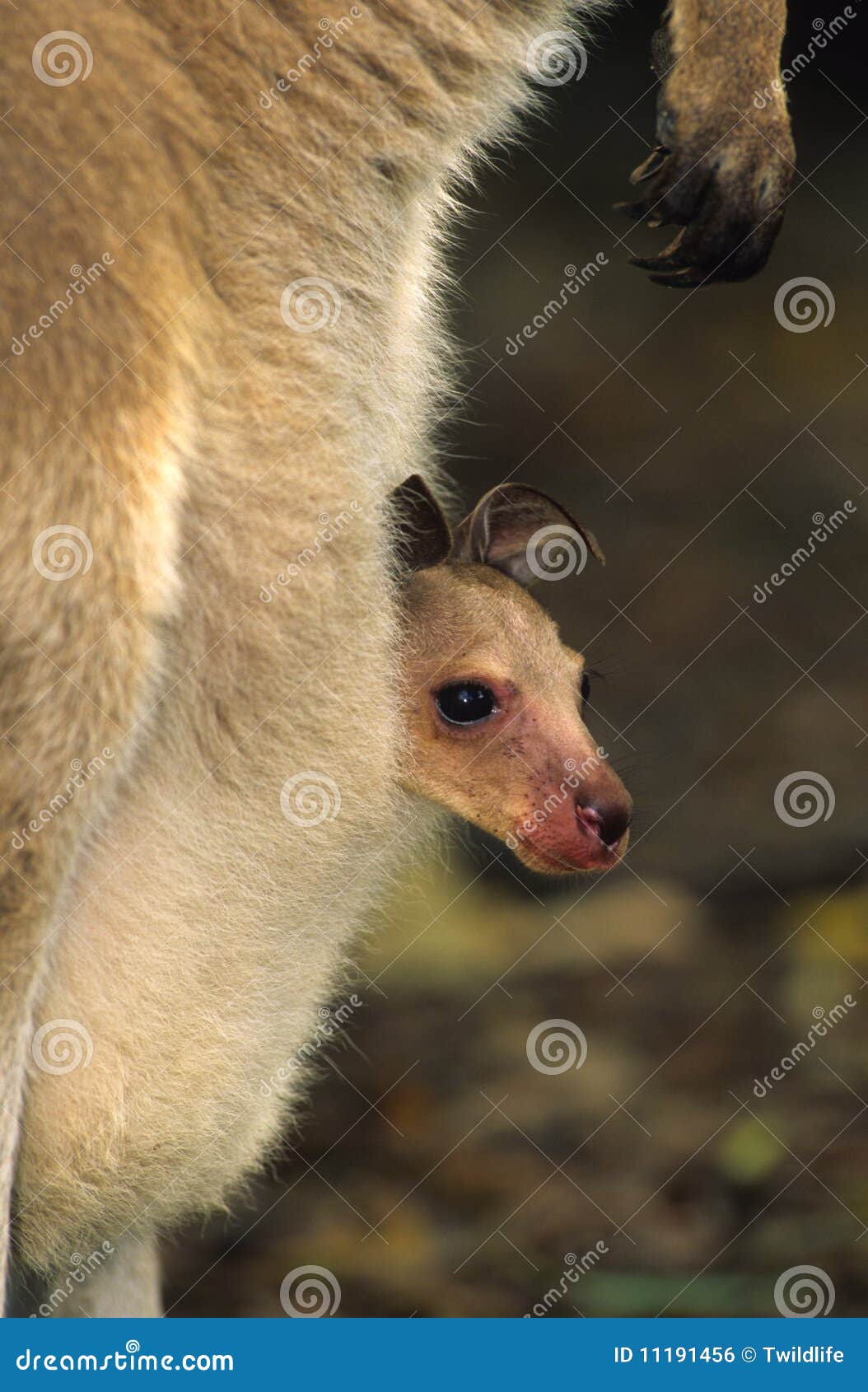 Cute Young Kangaroo in Pouch Stock Photo - Image of animal, kangaroo ...