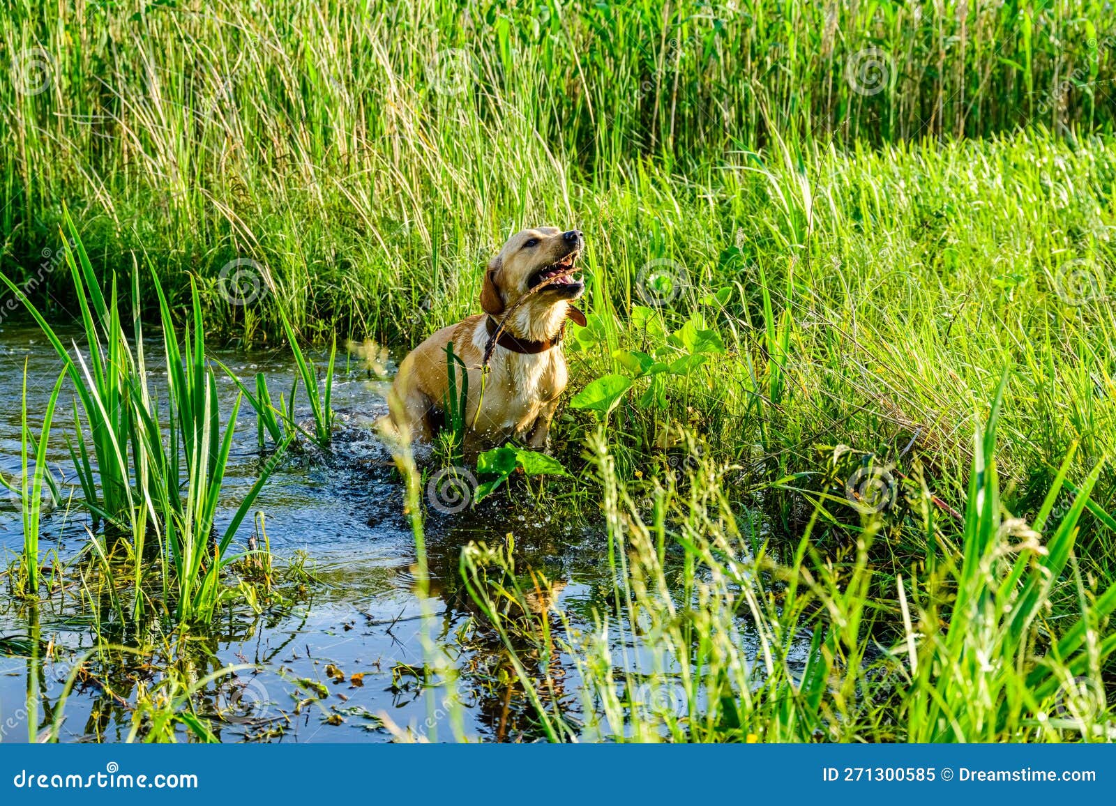 Cute Young Labrador Retriever Dog in the Marsh Stock Image - Image of ...