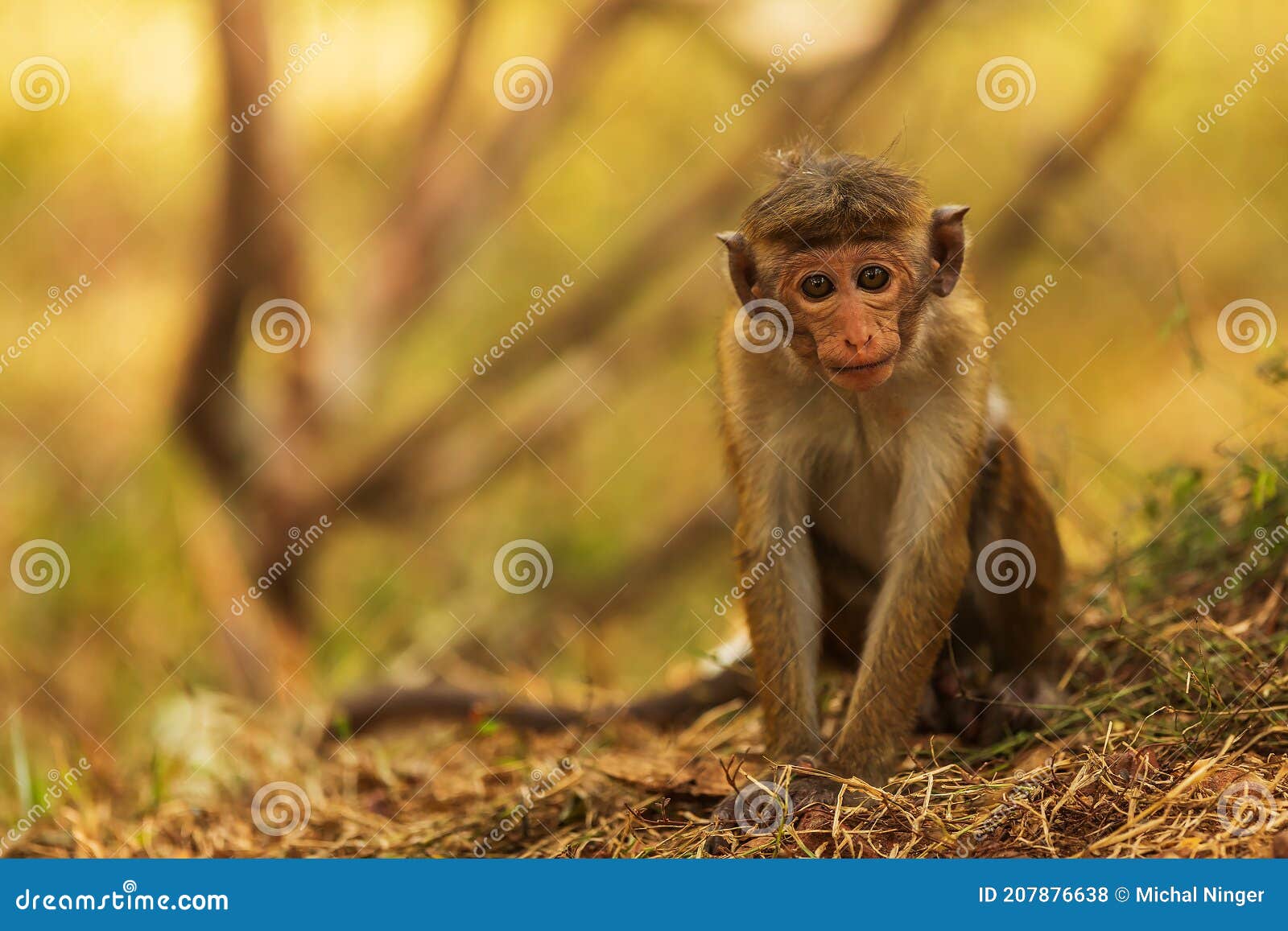 Cute Young Macaques Macaca in Sri Lanka Stock Photo - Image of group ...