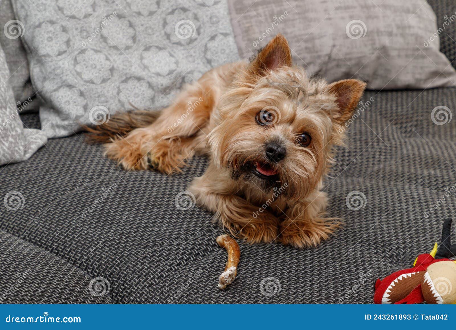 Cute Young Male Small Yorkshire Lying on Coach and Looking Stock Image ...