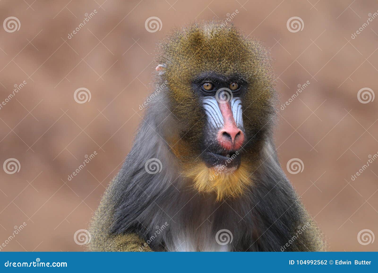 Cute young mandrill stock photo. Image of endangered - 104992562