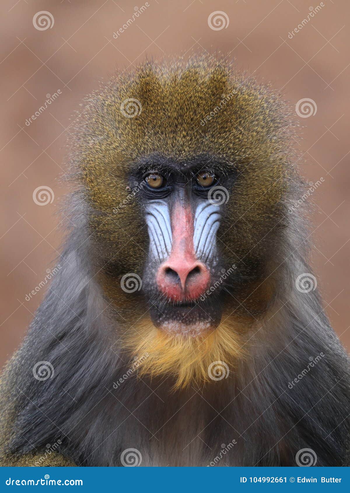 Cute young mandrill stock image. Image of face, nature - 104992661