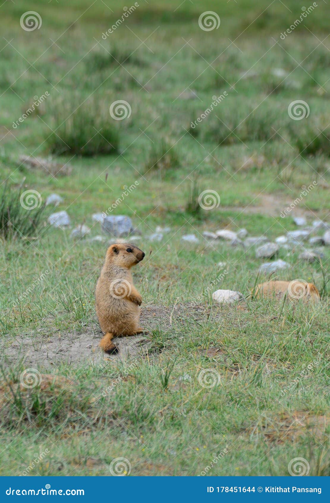 Cute and Young Marmot Sitting in Grassland. Stock Photo - Image of ...