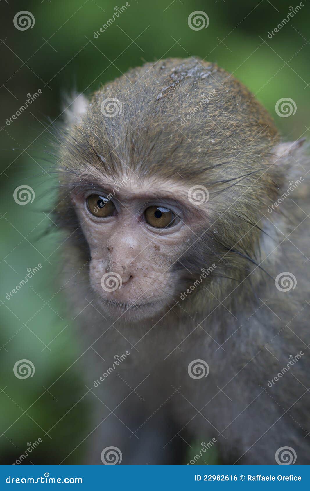 Young Monkey On The Orange Wall. Wildlife Of Sri Lanka. Common Langur ...