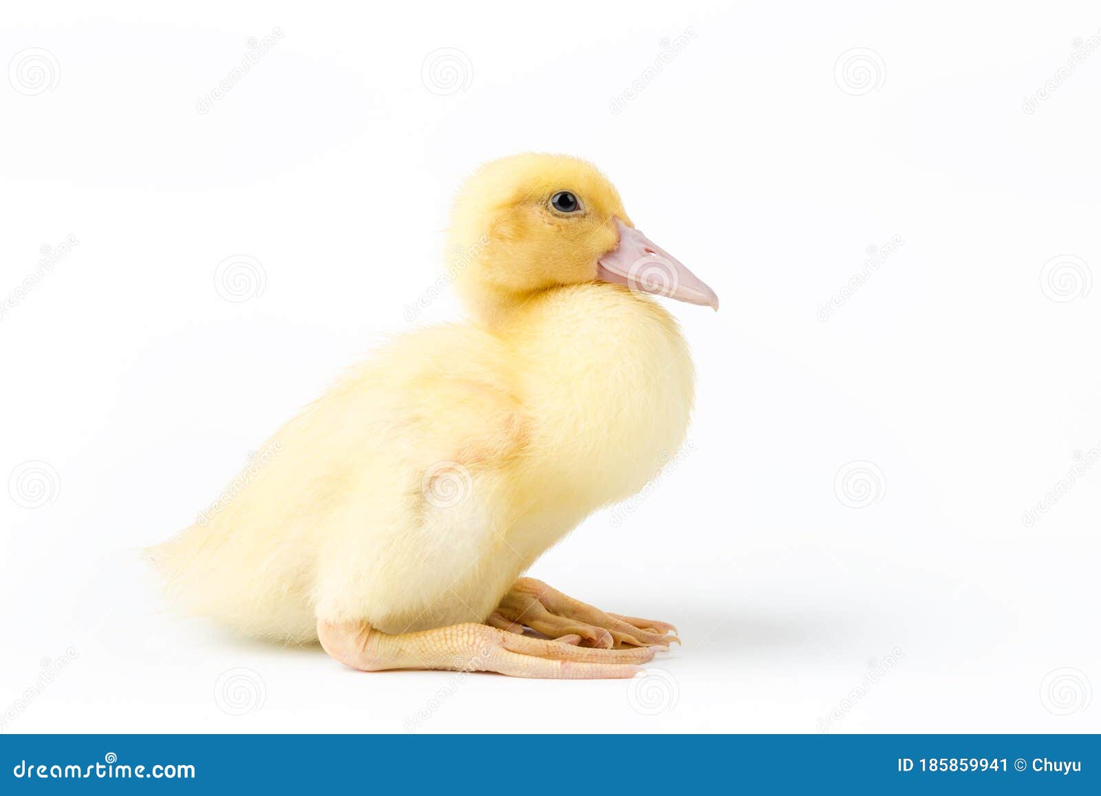 Young Muscovy Duck Stock Photography | CartoonDealer.com #11379194