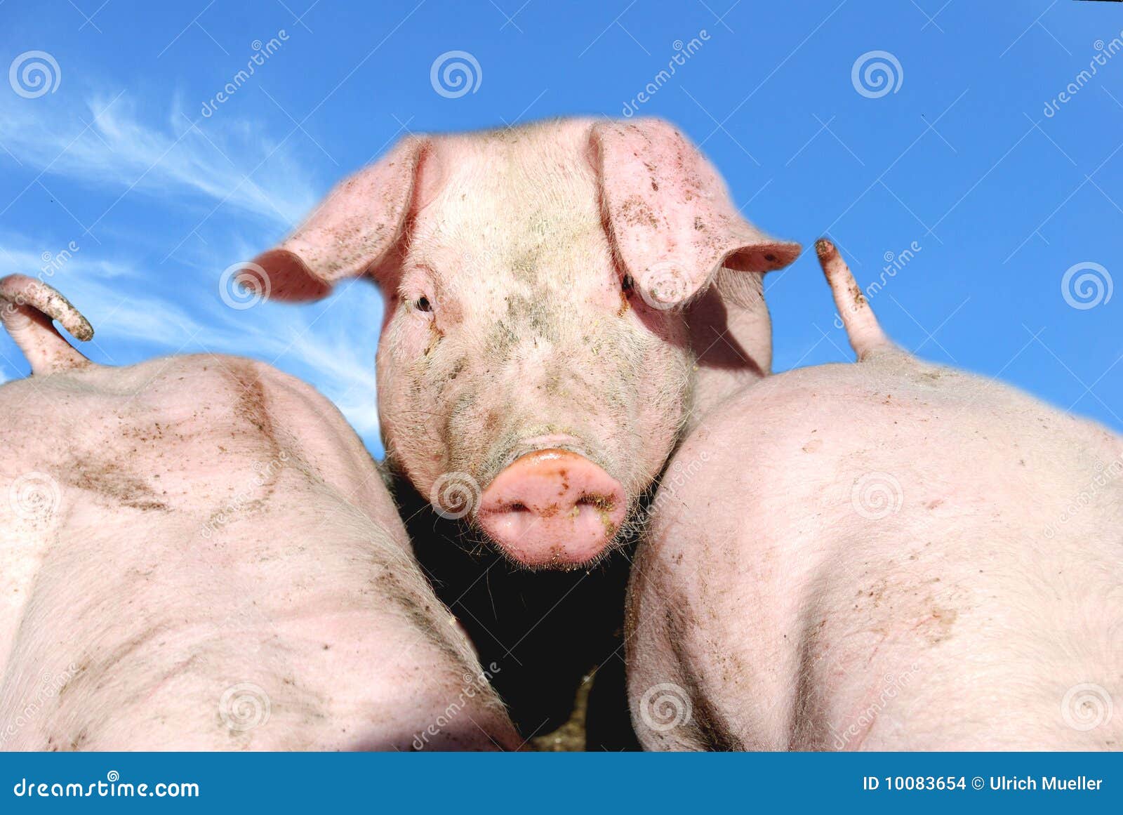Cute young pig stock photo. Image of agriculture, piggy - 10083654