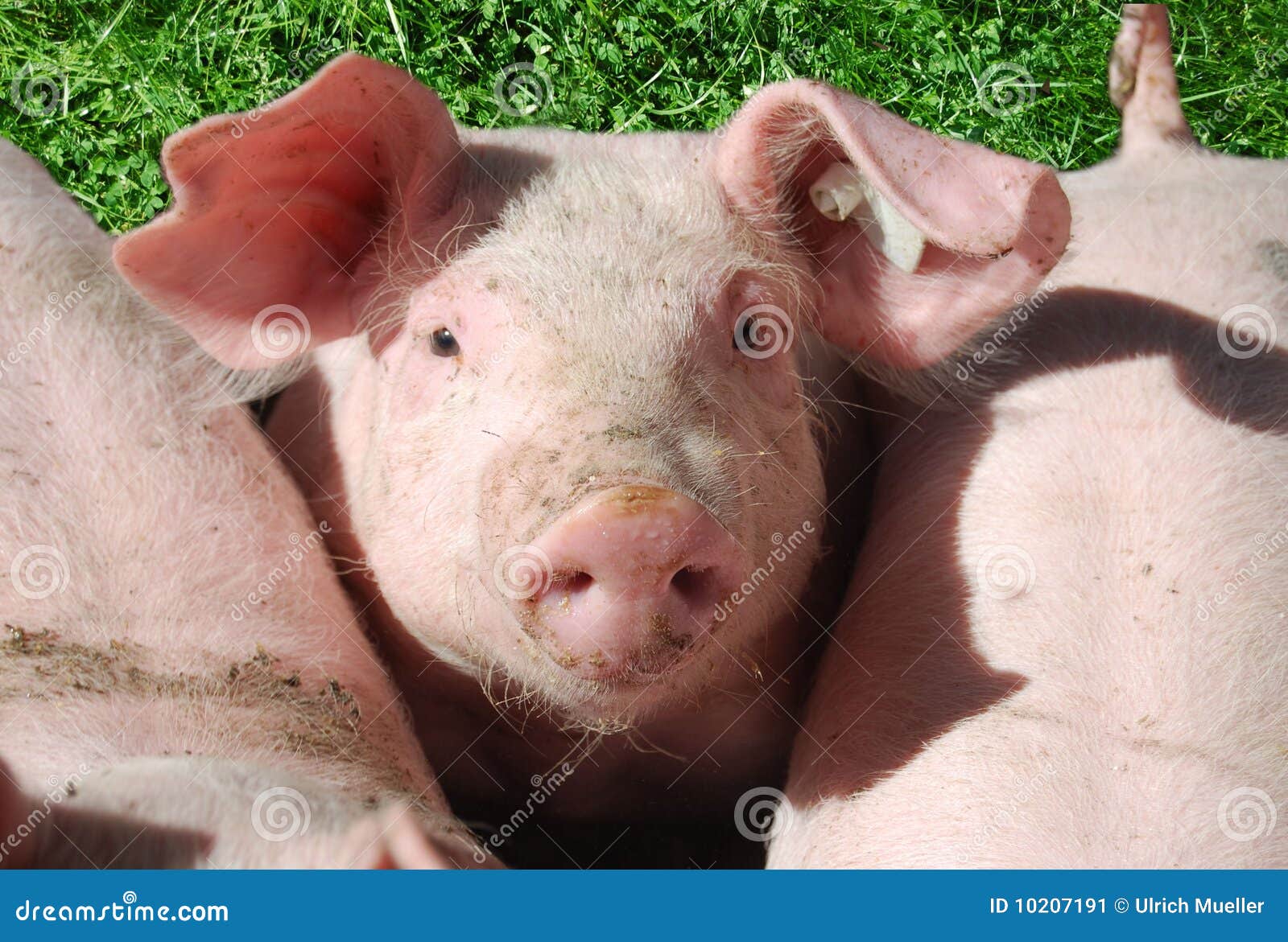 Cute young pig stock image. Image of cute, domestic, pork - 10207191