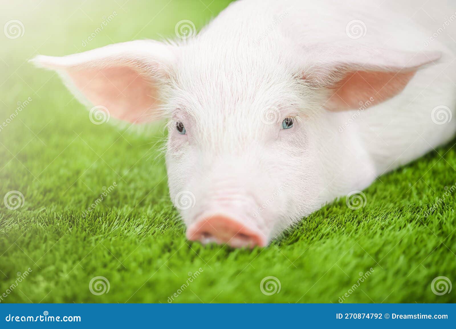 Cute Young Pig is Lying on the Green Grass. Stock Photo - Image of ...