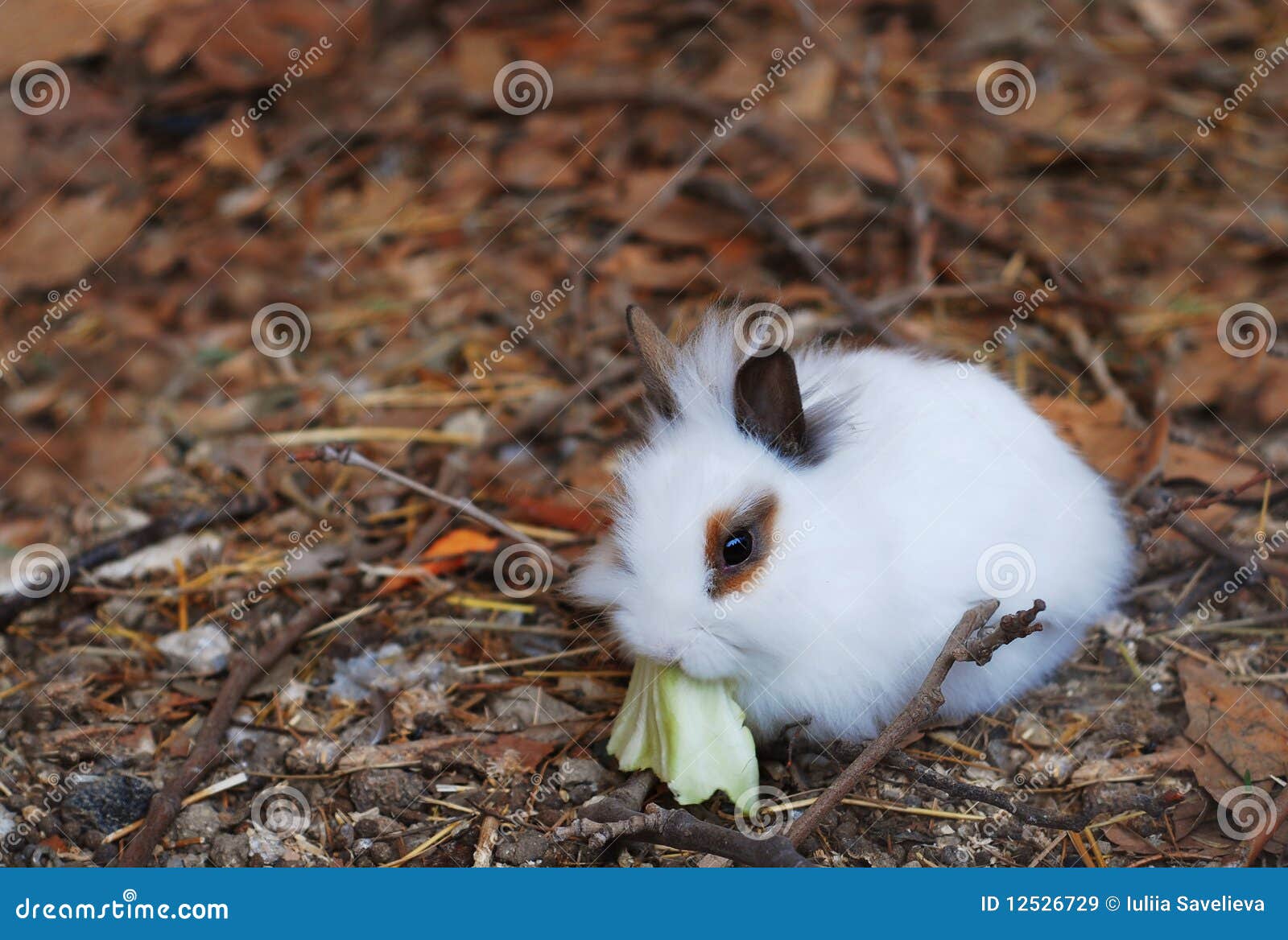 Cute Young Rabbit Eating Cabbage Stock Image - Image of white, farm ...