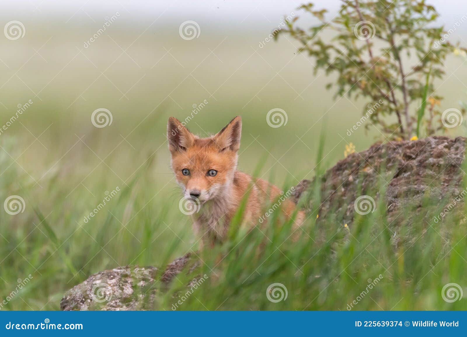 Cute Young Red Fox Cub. Vulpes Vulpes Stock Photo - Image of furry ...