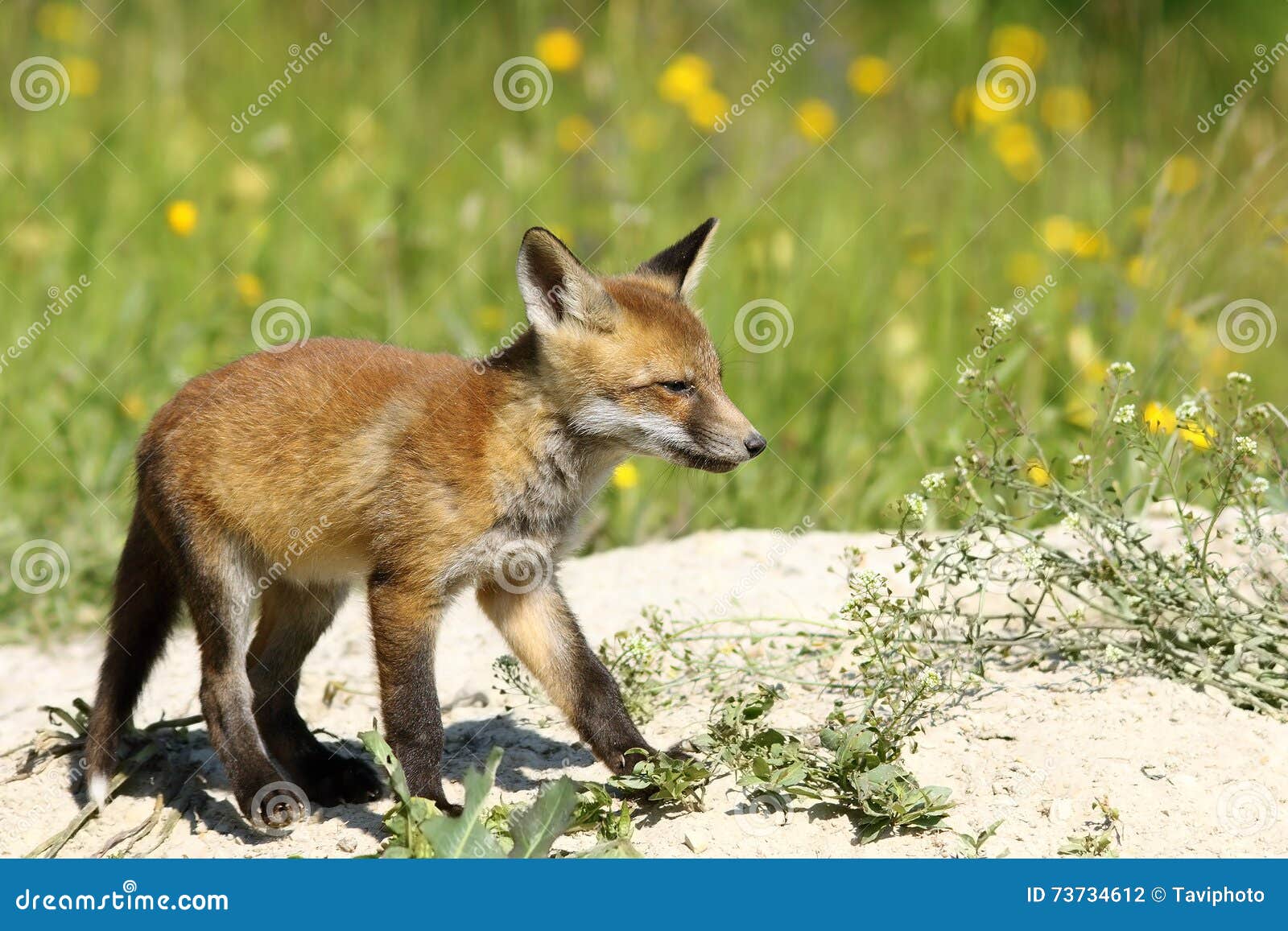 Cute young red fox stock photo. Image of adorable, carnivore - 73734612
