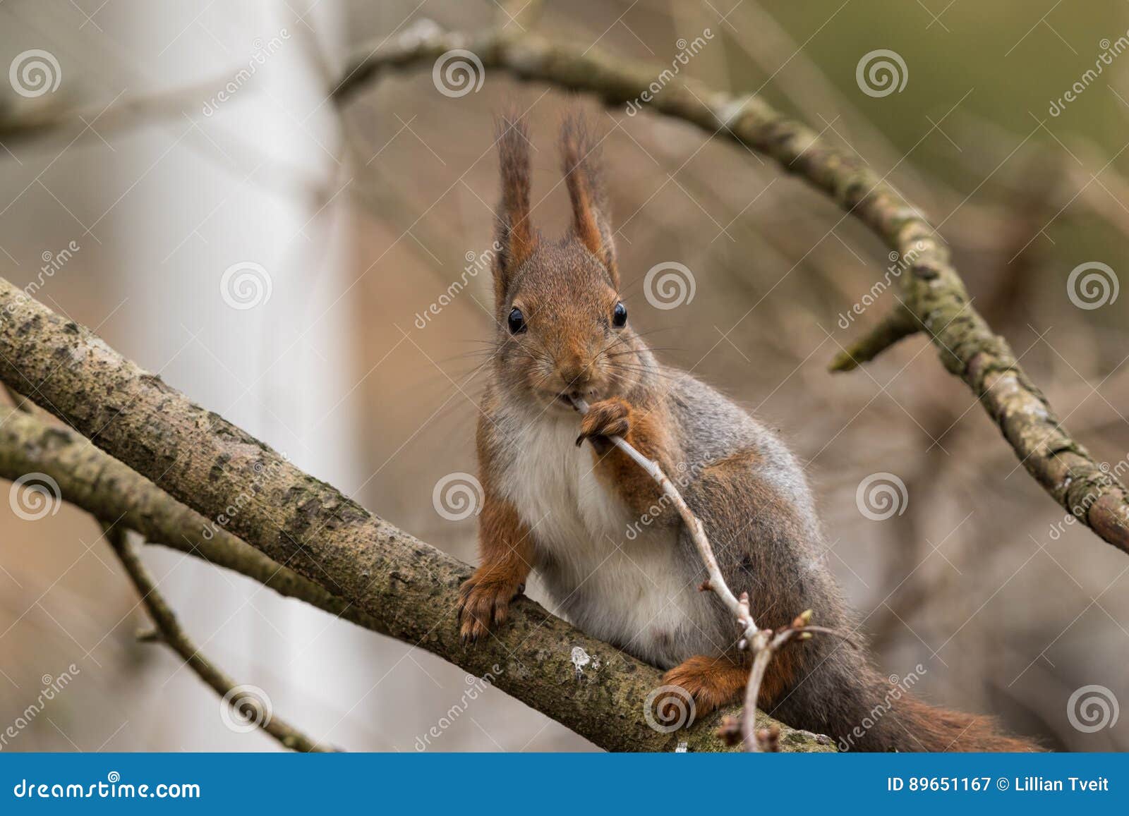 Cute Young Red Squirrel Sitting on Tree Branch Biting on a Twig Stock ...