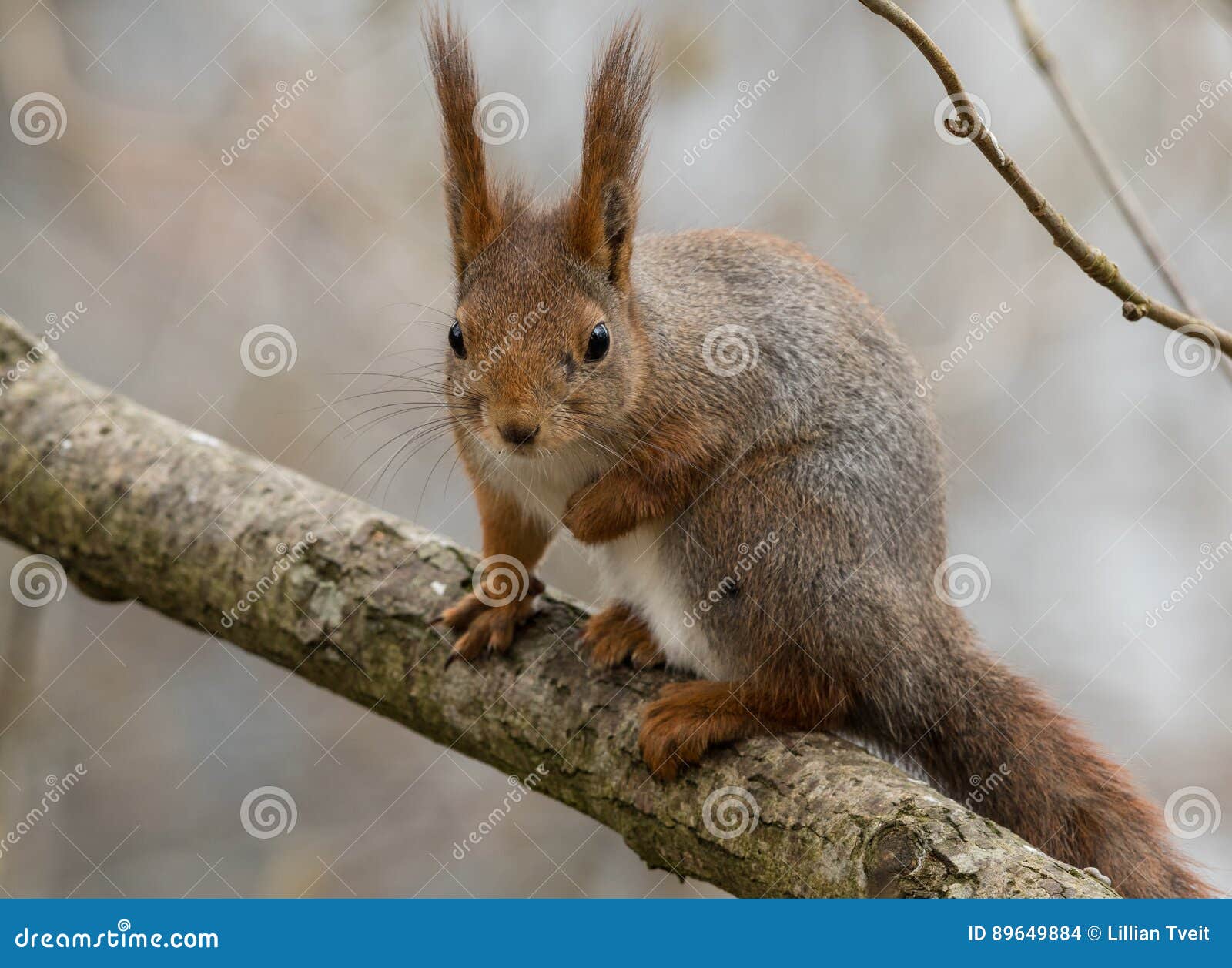 Cute Young Red Squirrel Sitting on Tree Branch with One Lifted Front ...