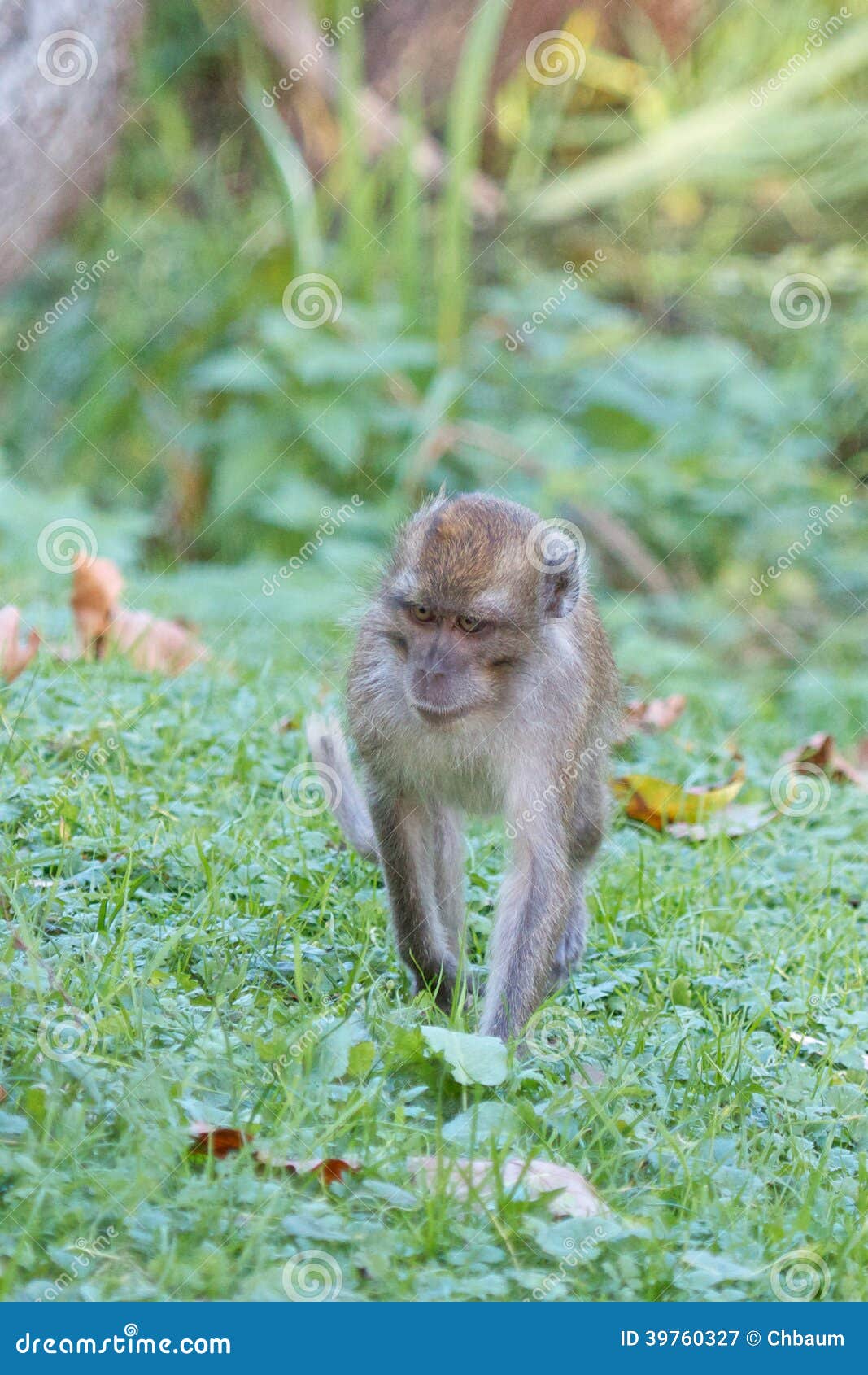 Cute young rhesus monkey stock image. Image of creature - 39760327