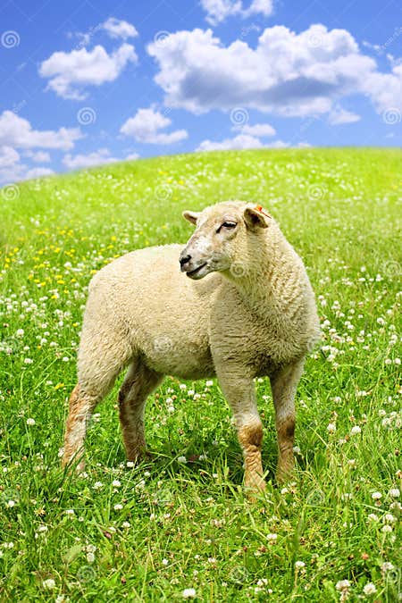 Cute young sheep stock image. Image of grass, funny, baby - 16756043