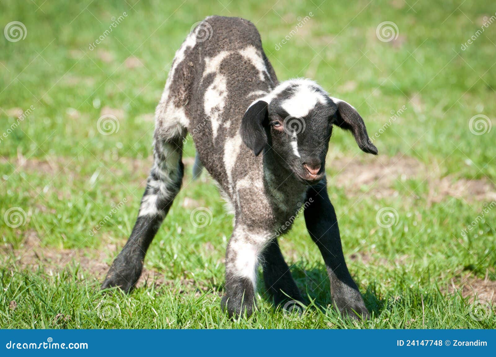 Cute Young Sheep stock photo. Image of easter, cute, little - 24147748