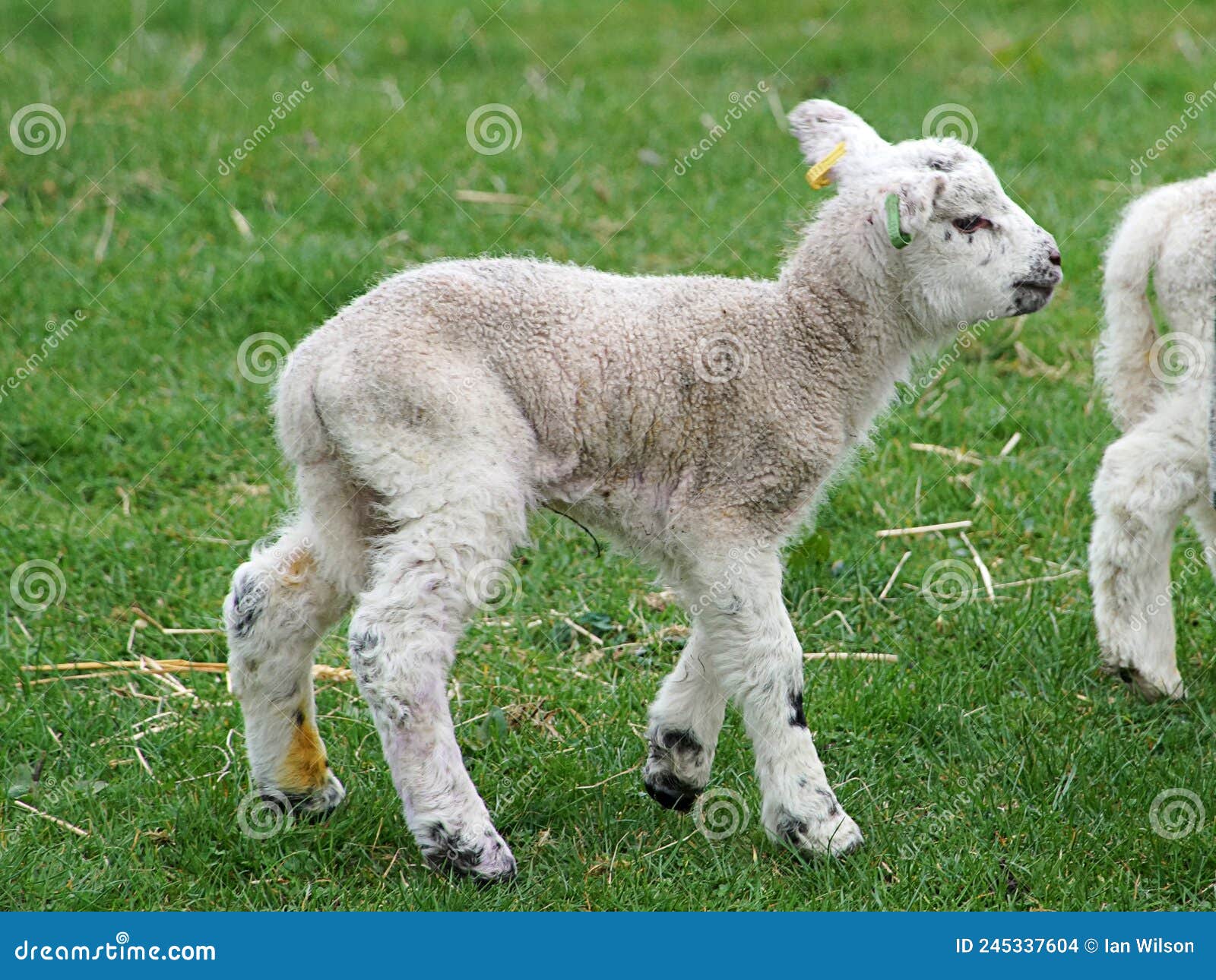 Cute Young Spring Lamb Playing Stock Photo - Image of lambs, playing ...