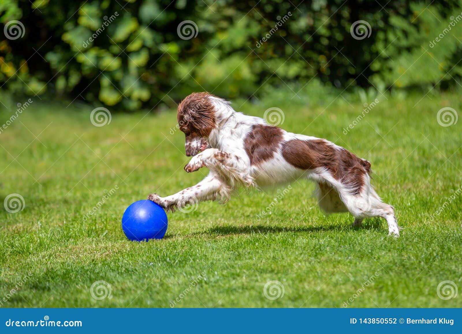 Cute Young Springer Spaniel Having Fun Playing with a Blue Ball on the ...