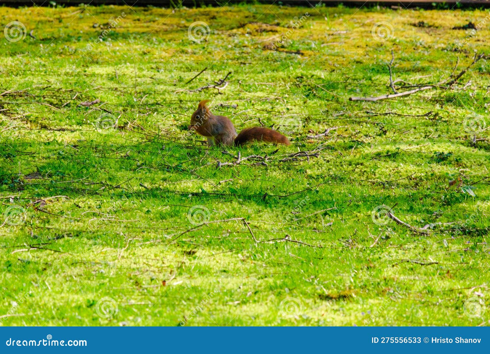 Cute Young Squirrel Playing on Green Meadow at Park Stock Image - Image ...