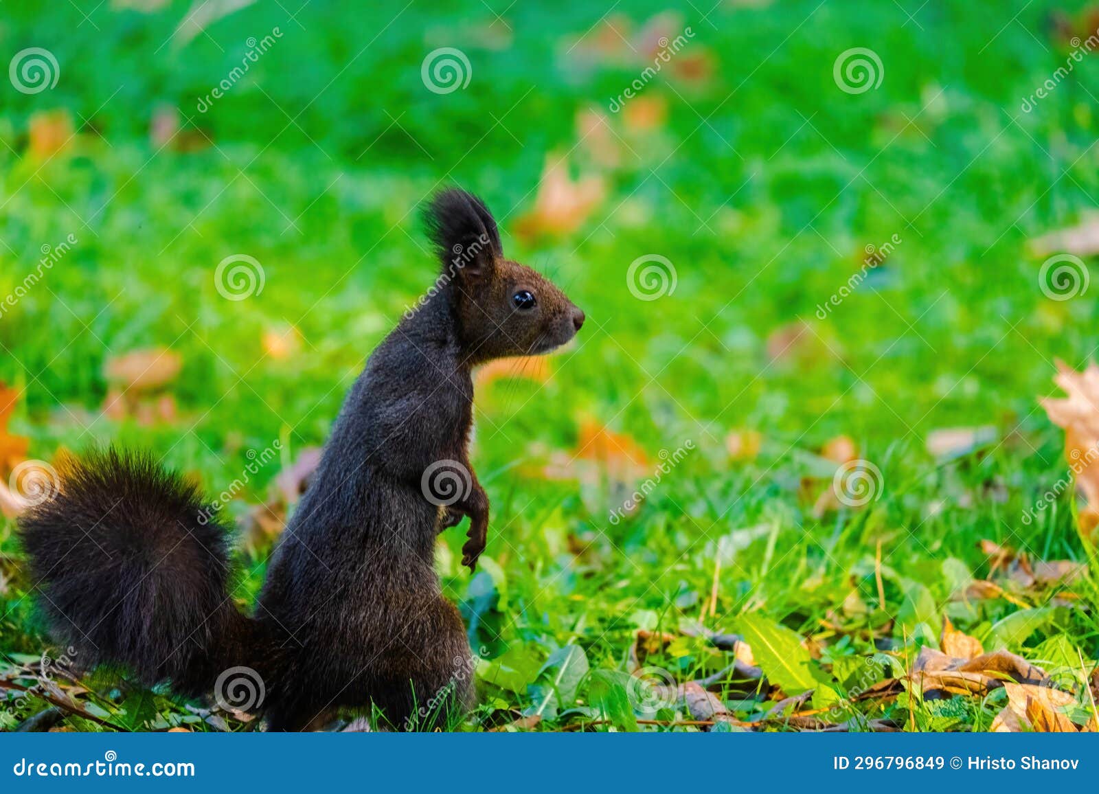 Cute Young Squirrel Playing on Green Meadow at Park Stock Image - Image ...