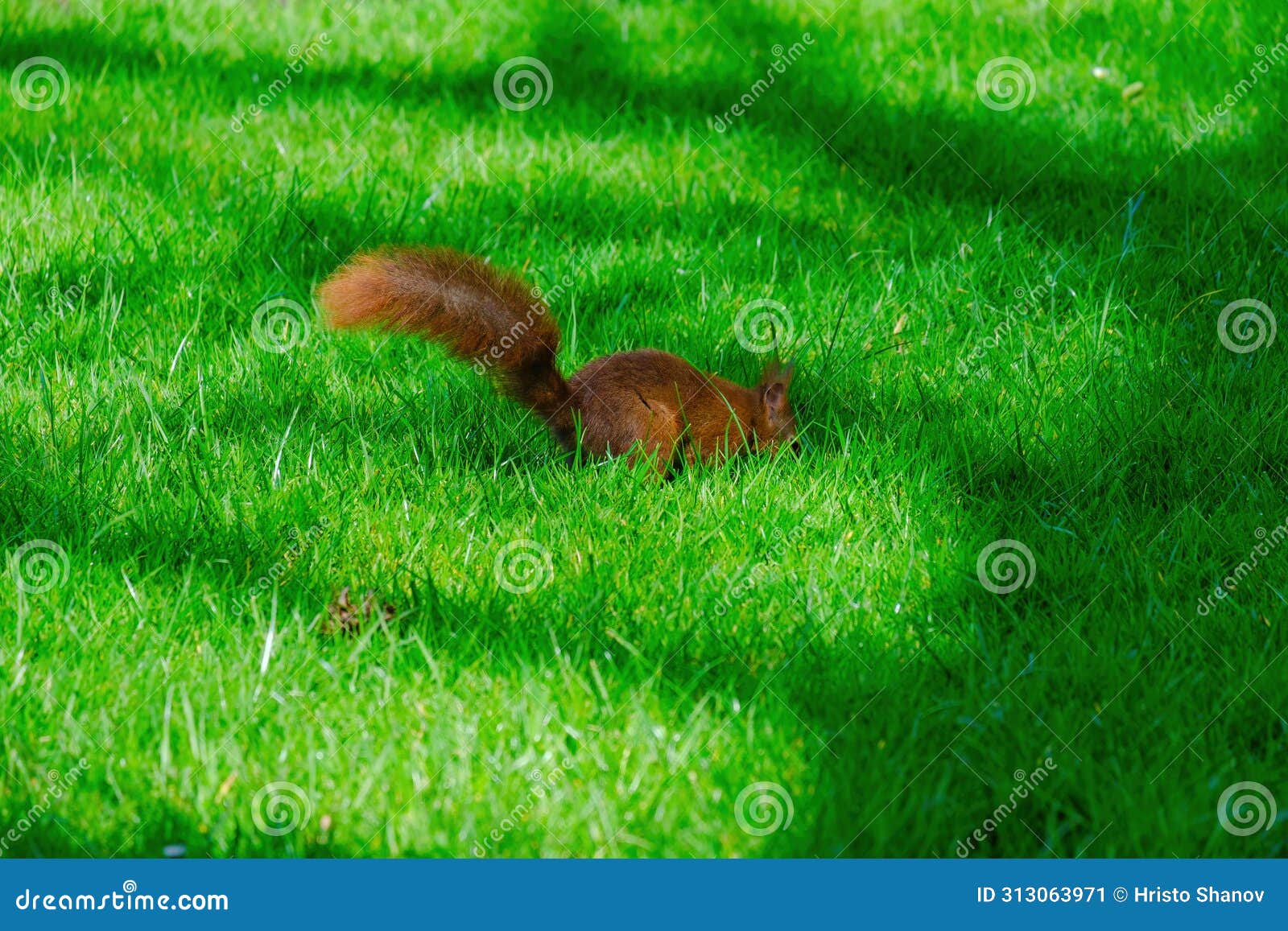 Cute Young Squirrel Playing on Green Meadow at Park Stock Image - Image ...