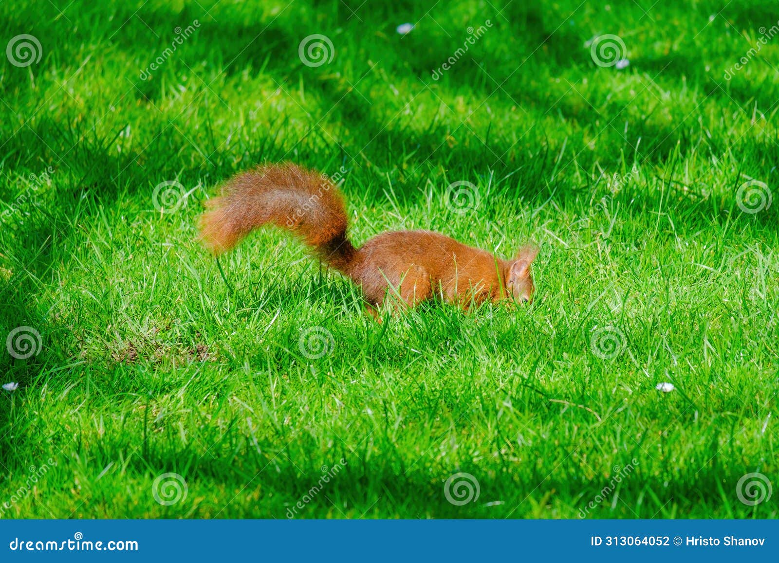 Cute Young Squirrel Playing on Green Meadow at Park Stock Photo - Image ...