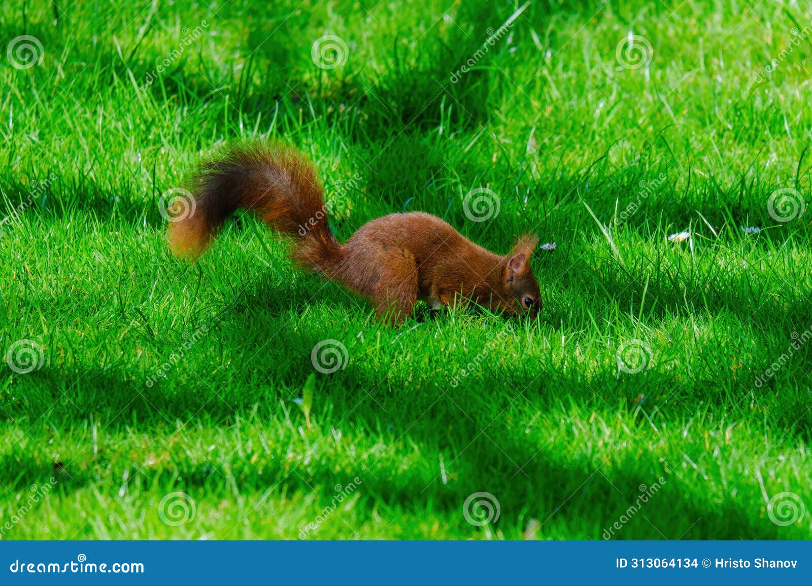 Cute Young Squirrel Playing on Green Meadow at Park Stock Photo - Image ...