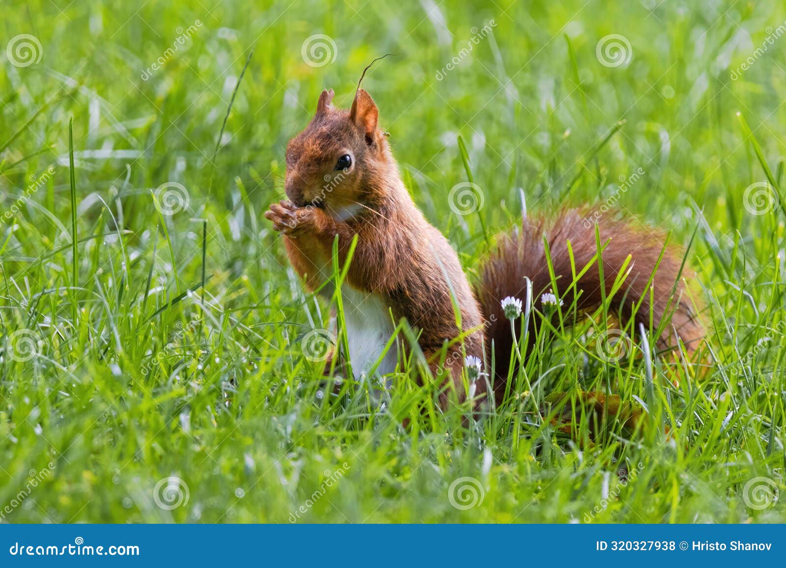 Cute Young Squirrel Playing on Green Meadow at Park Stock Photo - Image ...