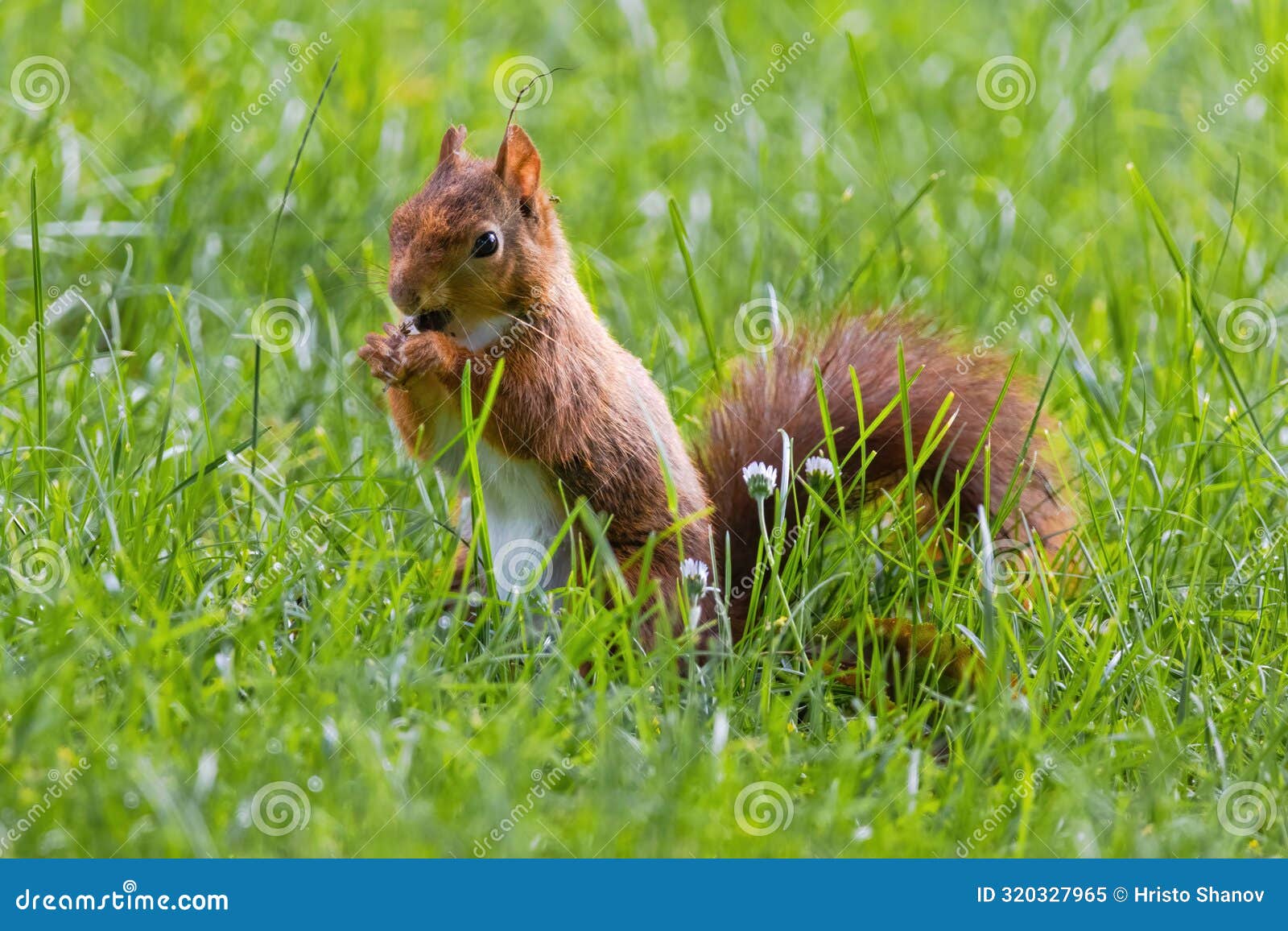 Cute Young Squirrel Playing on Green Meadow at Park Stock Image - Image ...