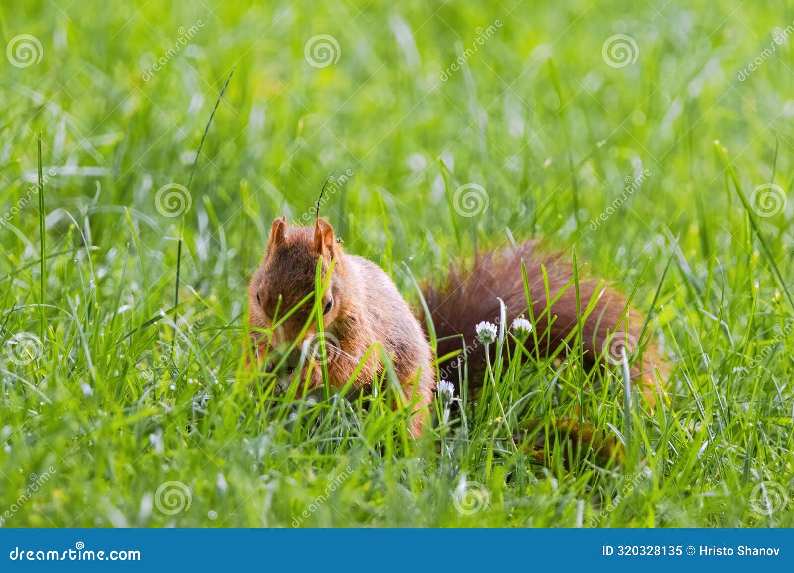 Cute Young Squirrel Playing on Green Meadow at Park Stock Image - Image ...
