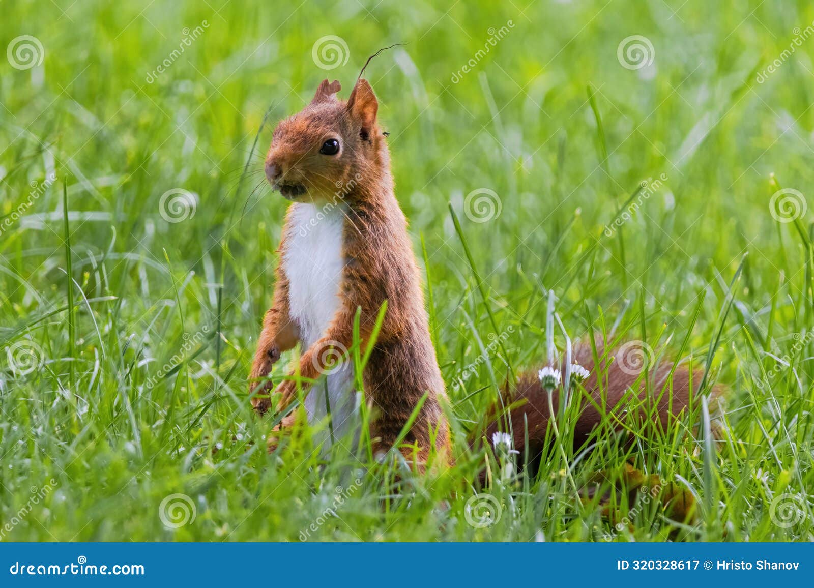 Cute Young Squirrel Playing on Green Meadow at Park Stock Image - Image ...