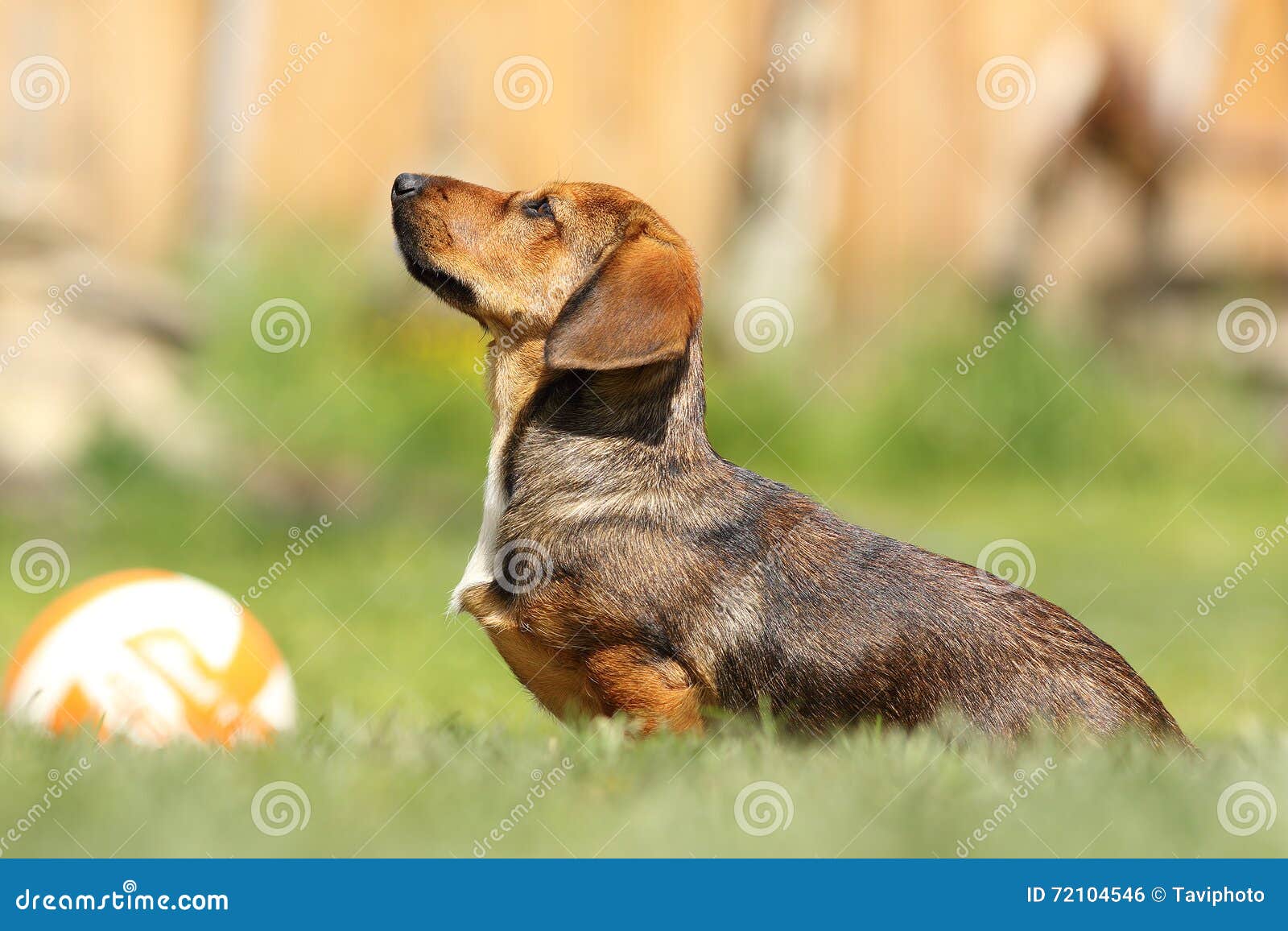 Cute young teckel stock photo. Image of dackel, adorable - 72104546