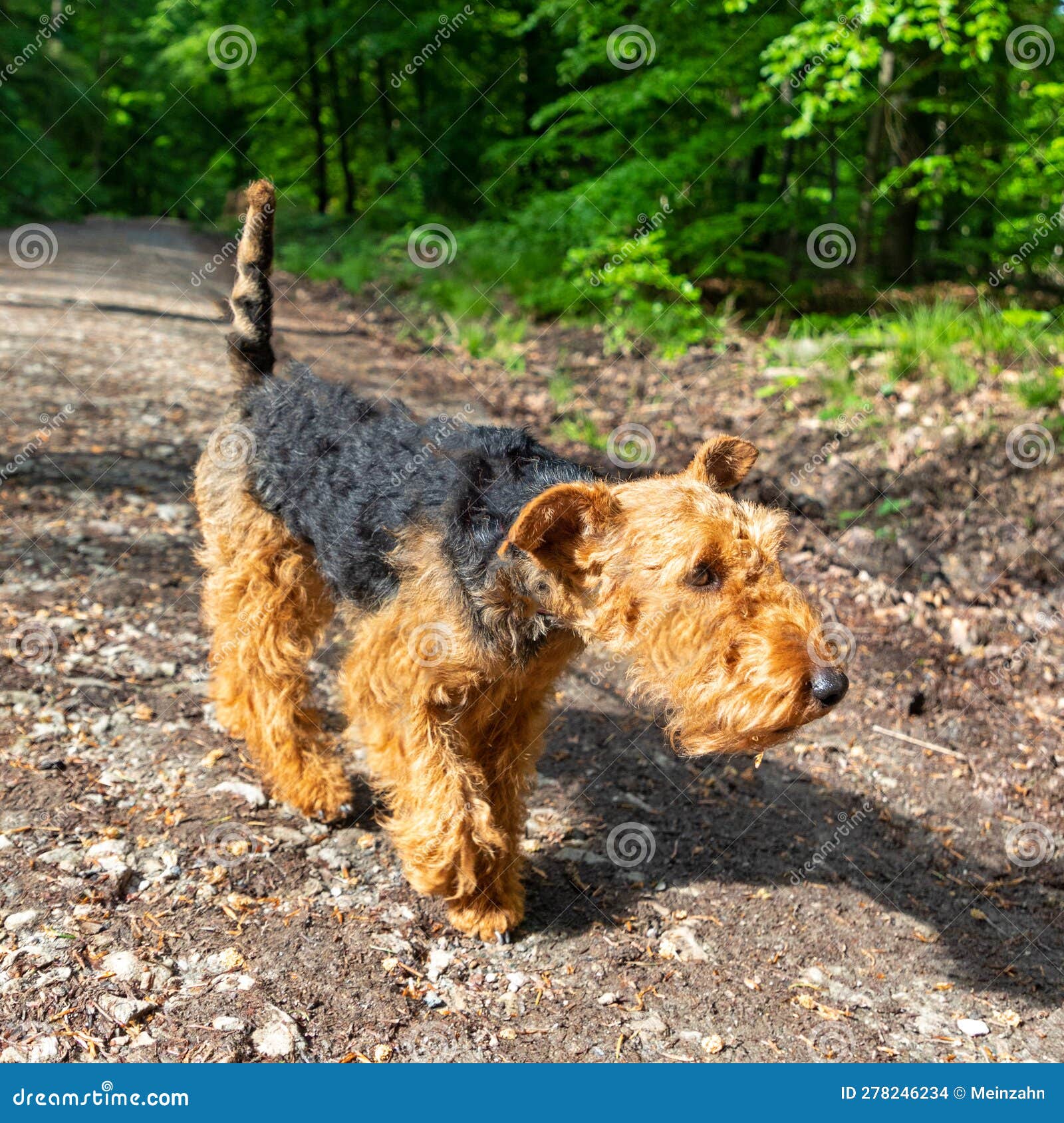 Cute Young Terrier on a Walk in the Forest Stock Photo - Image of ...
