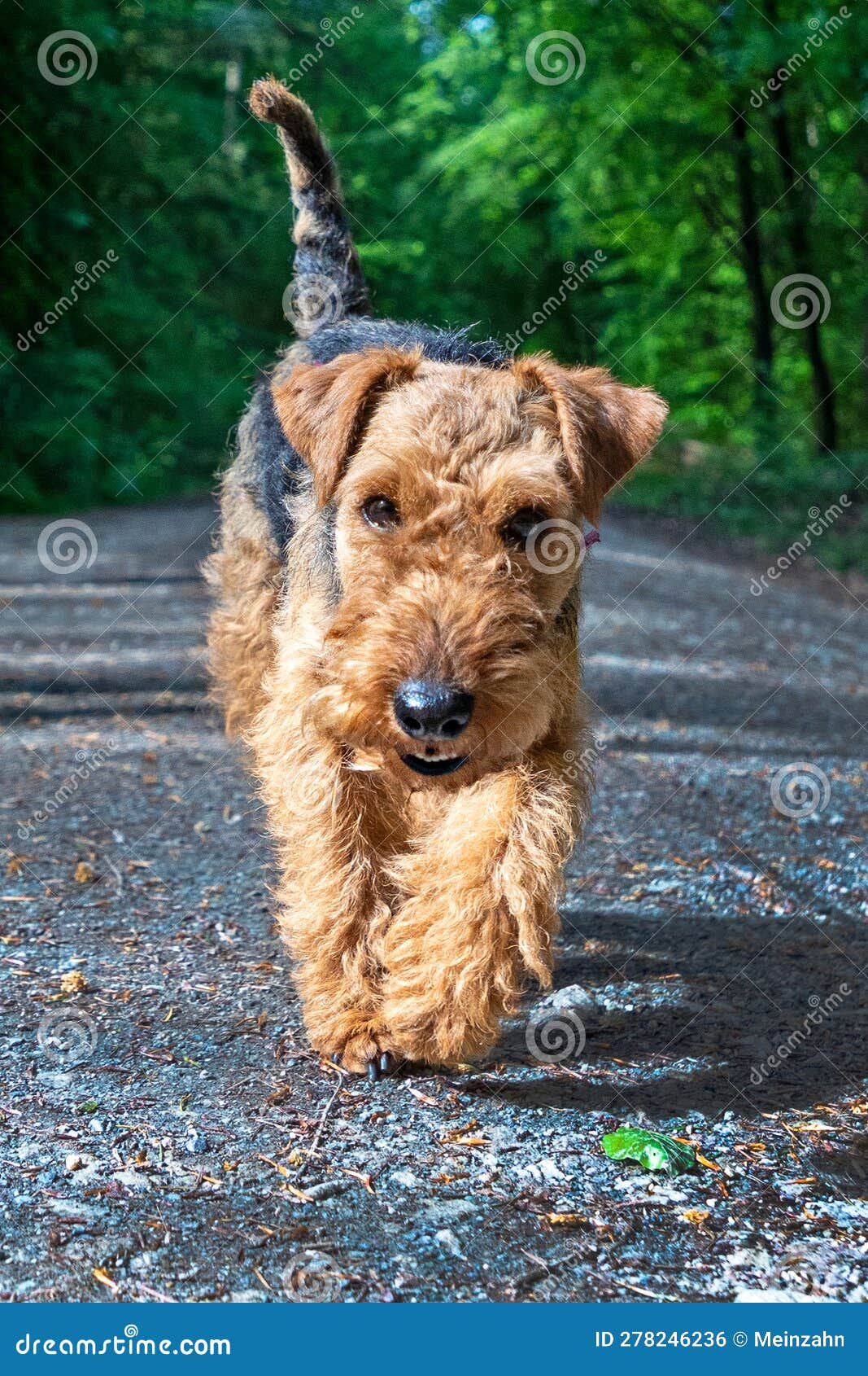 Cute Young Terrier on a Walk in the Forest Stock Photo - Image of walk ...