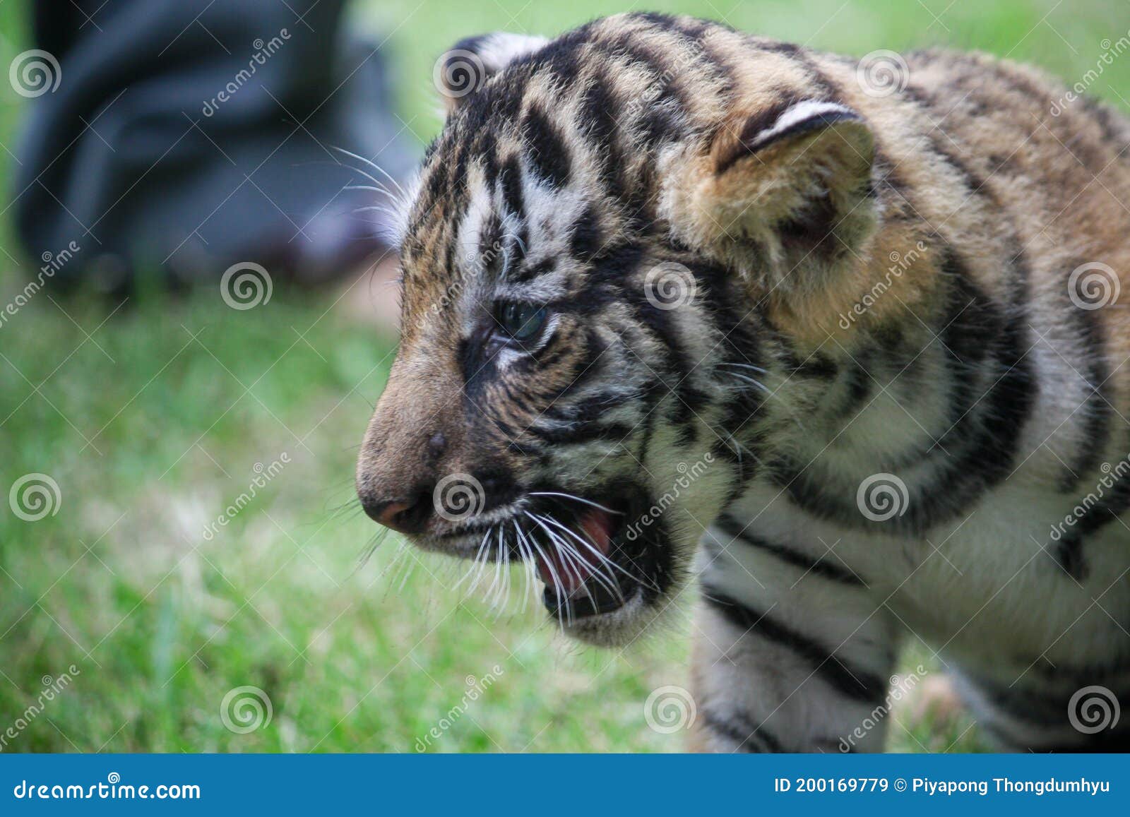 Cute young tiger cubs . stock image. Image of mammal - 200169779
