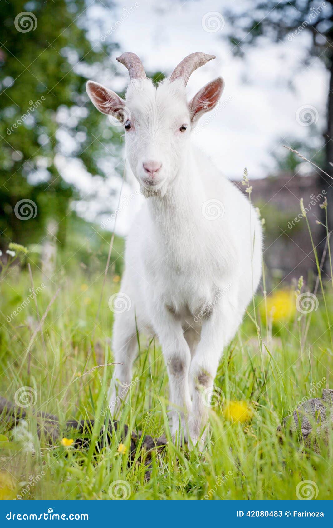 Cute young white goat stock image. Image of hairy, farming - 42080483