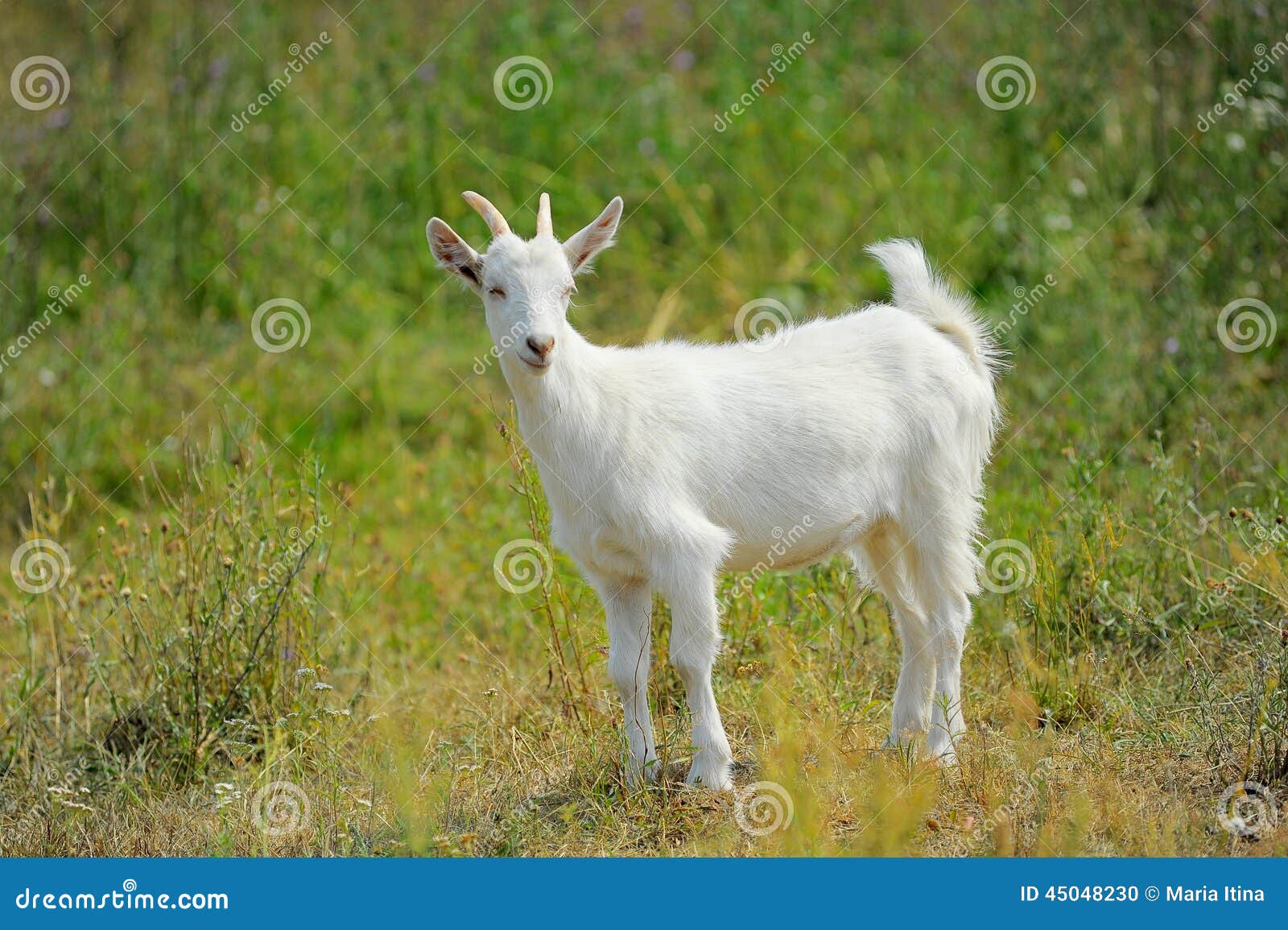 Cute young white goat stock photo. Image of nature, rural - 45048230