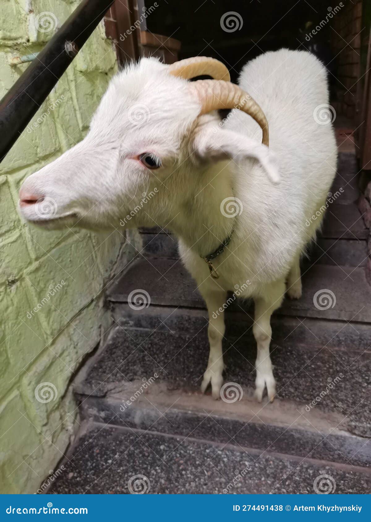 Cute young white goat stock photo. Image of indoor, texture - 274491438