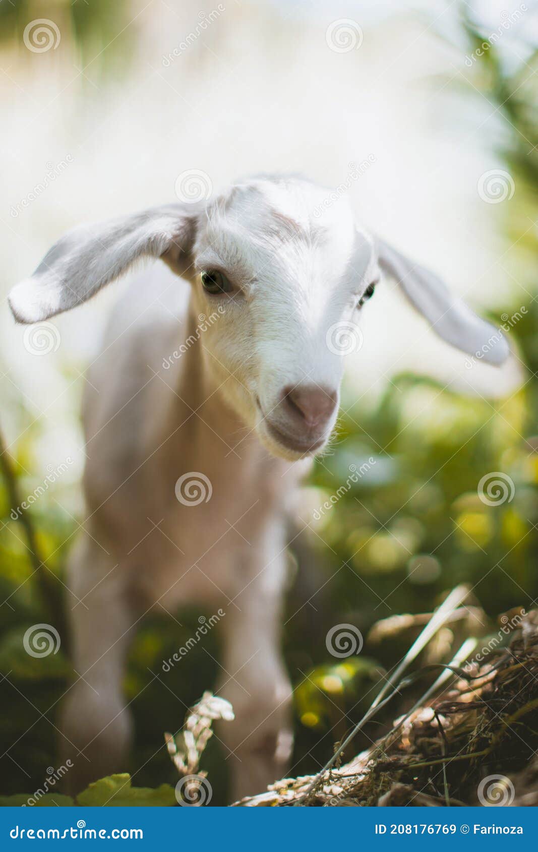 Cute Young White Goatling in a Garden Stock Image - Image of farming ...