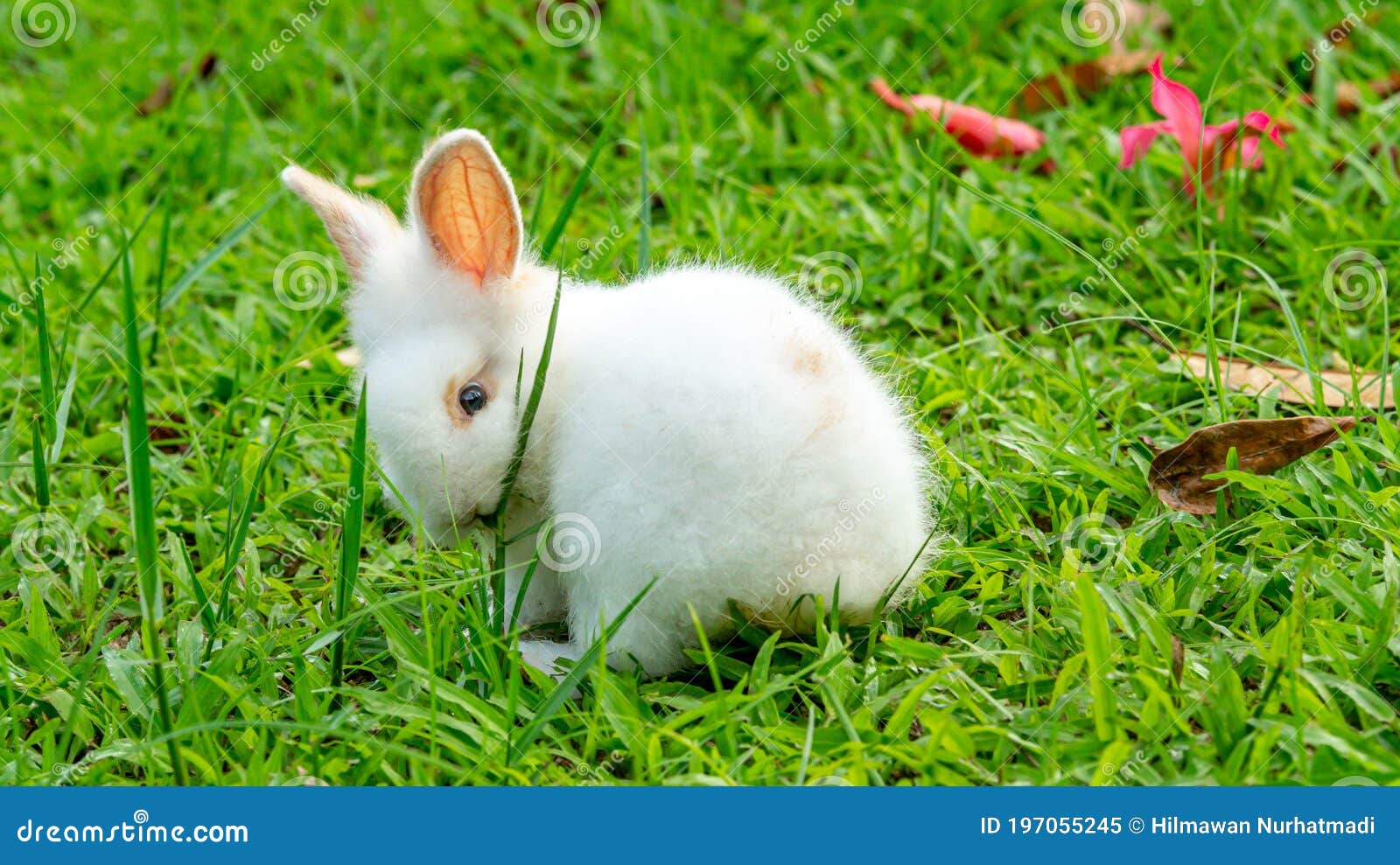 A Cute Young White Rabbit Grazing on the Grass Field. Stock Image ...