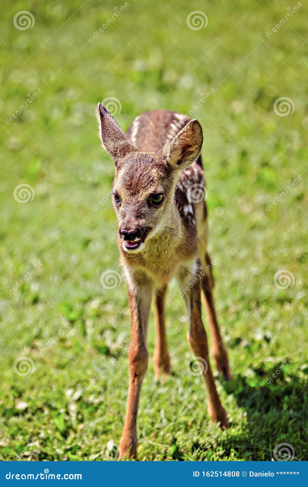 Cute young wild roe deer stock photo. Image of europe - 162514808