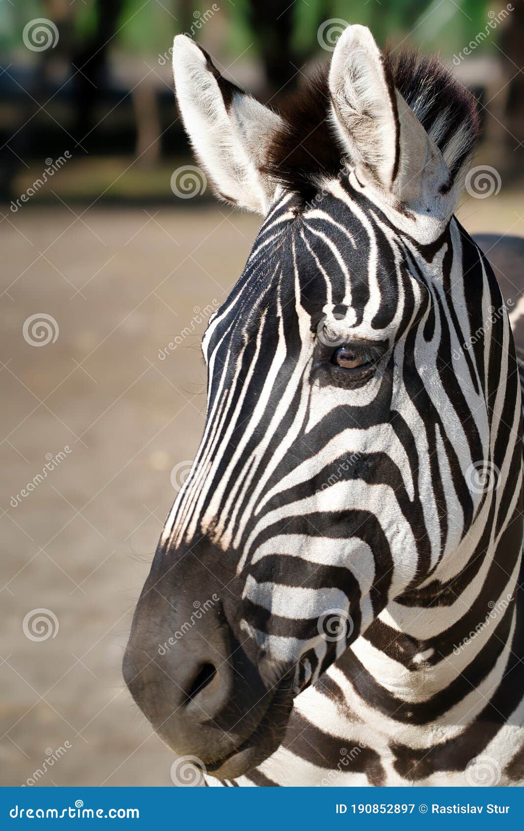 Zebra Side Face