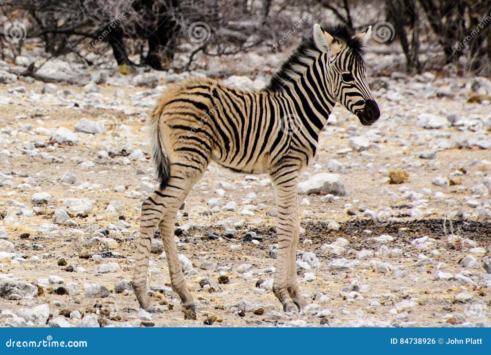Cute Zebra foal stock photo. Image of namibia, natural - 84738926