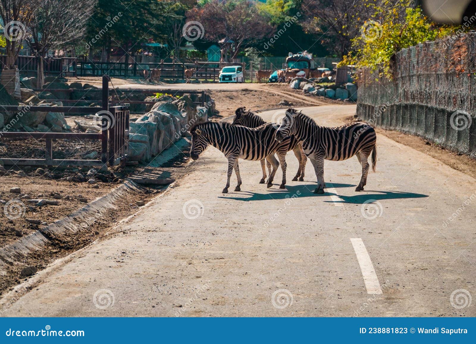 Cute zebra stock image. Image of cute, detector, meter - 238881823