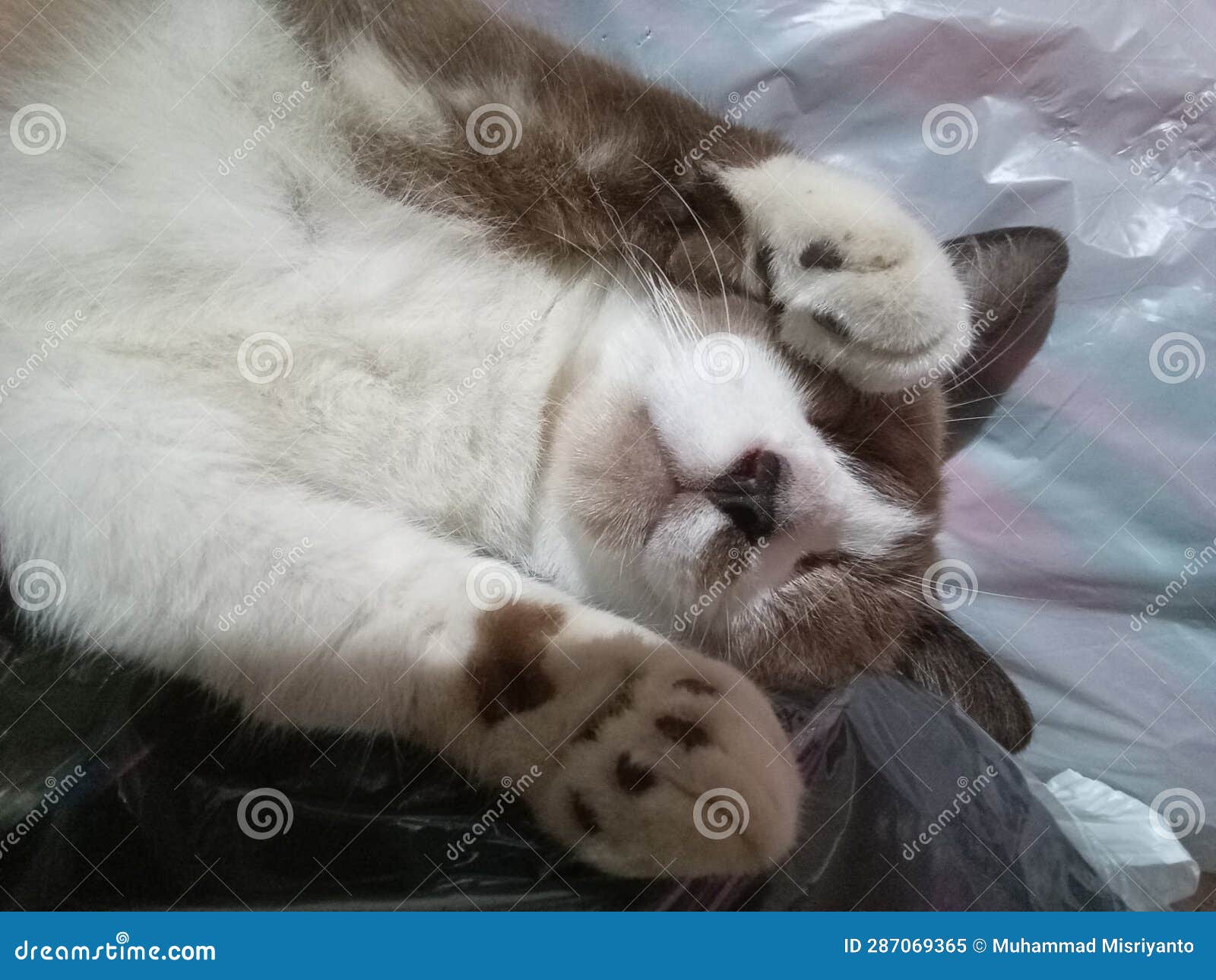 Cutecat panda stock image. Image of cute, nose, whiskers - 287069365