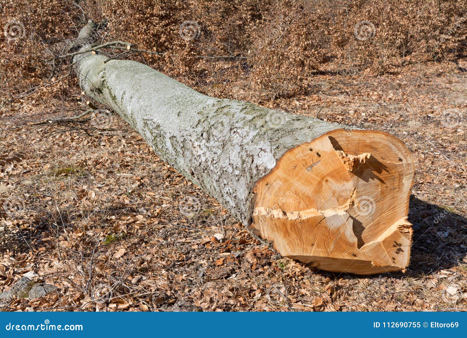 Cuted beech tree trunk stock image. Image of circle - 112690755